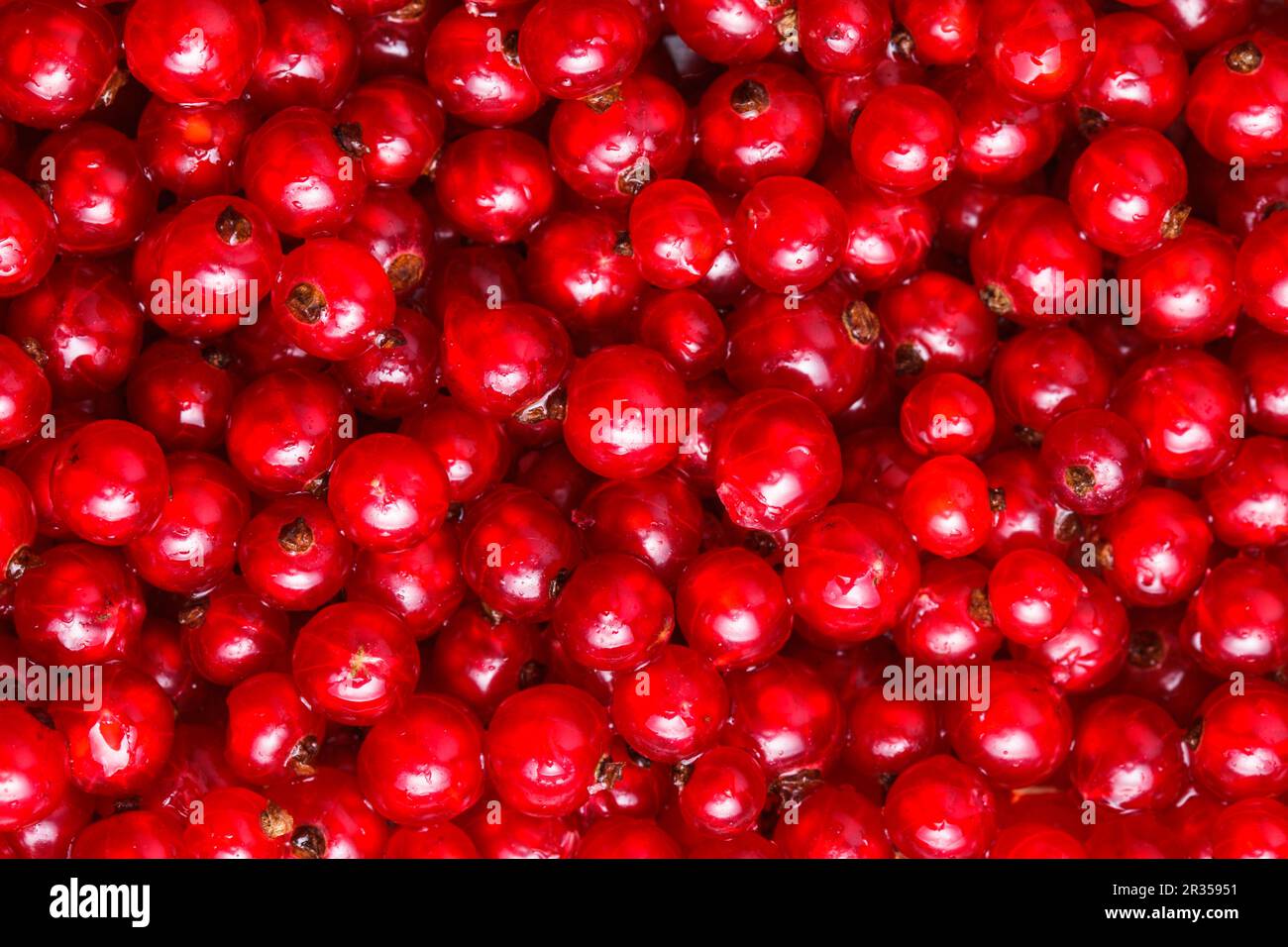 Red wet currant hi-res stock photography and images - Alamy