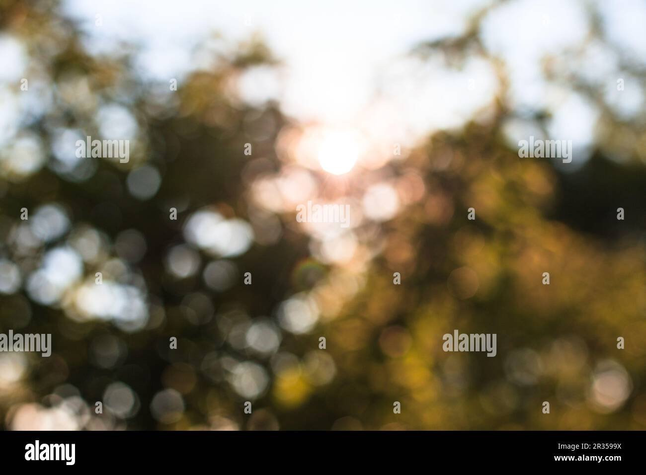 The Nature bokeh Stock Photo - Alamy