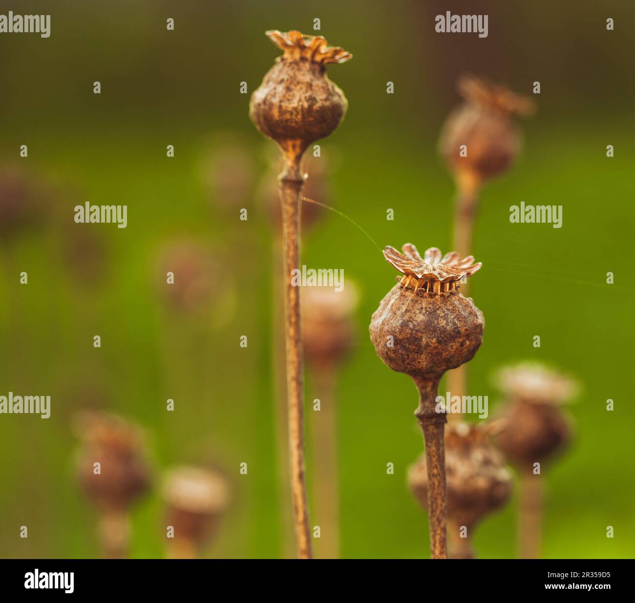 Dry poppy plant Stock Photo - Alamy