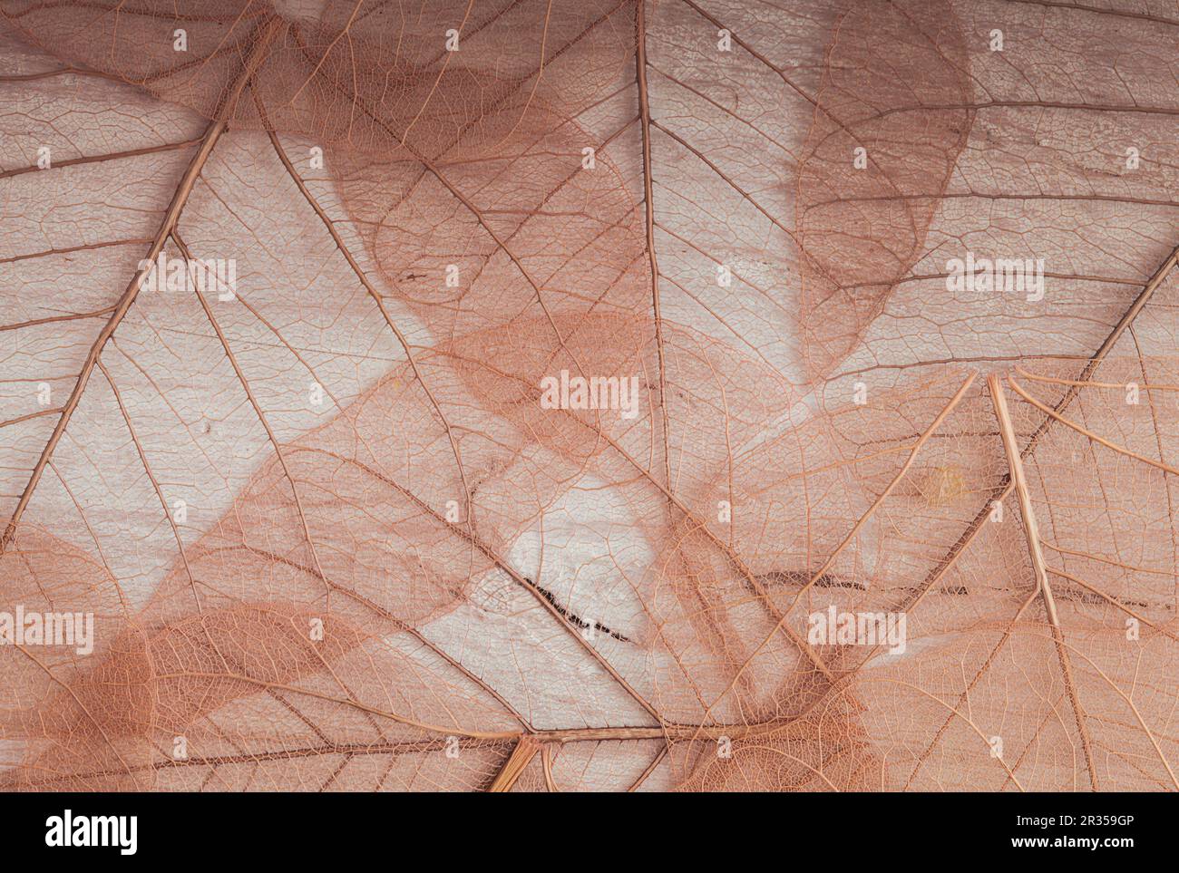 Tree skeleton hi-res stock photography and images - Alamy