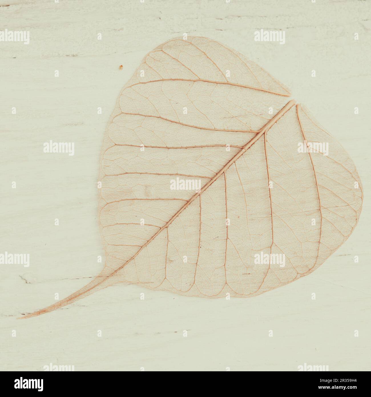 Floral skeleton hi-res stock photography and images - Alamy