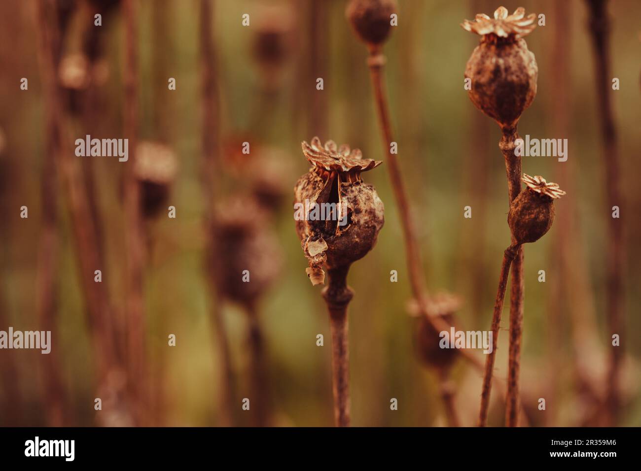 Dry poppy plant Stock Photo - Alamy
