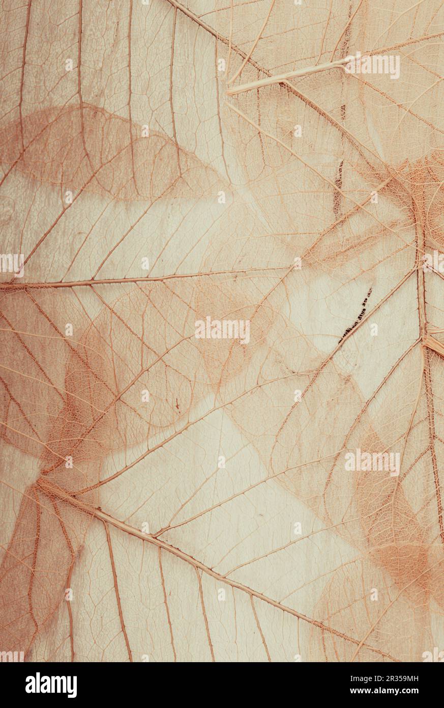 Floral skeleton hi-res stock photography and images - Alamy