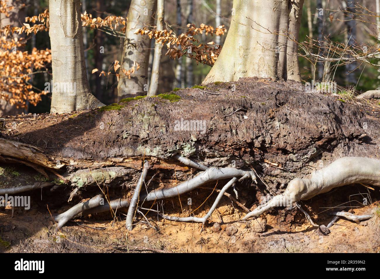 Tree roots underground hi-res stock photography and images - Alamy