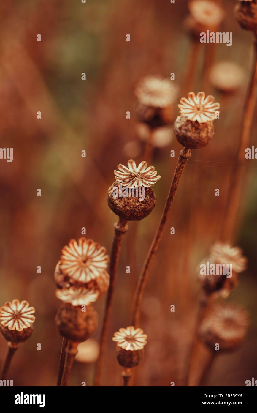Dry poppy plant Stock Photo - Alamy
