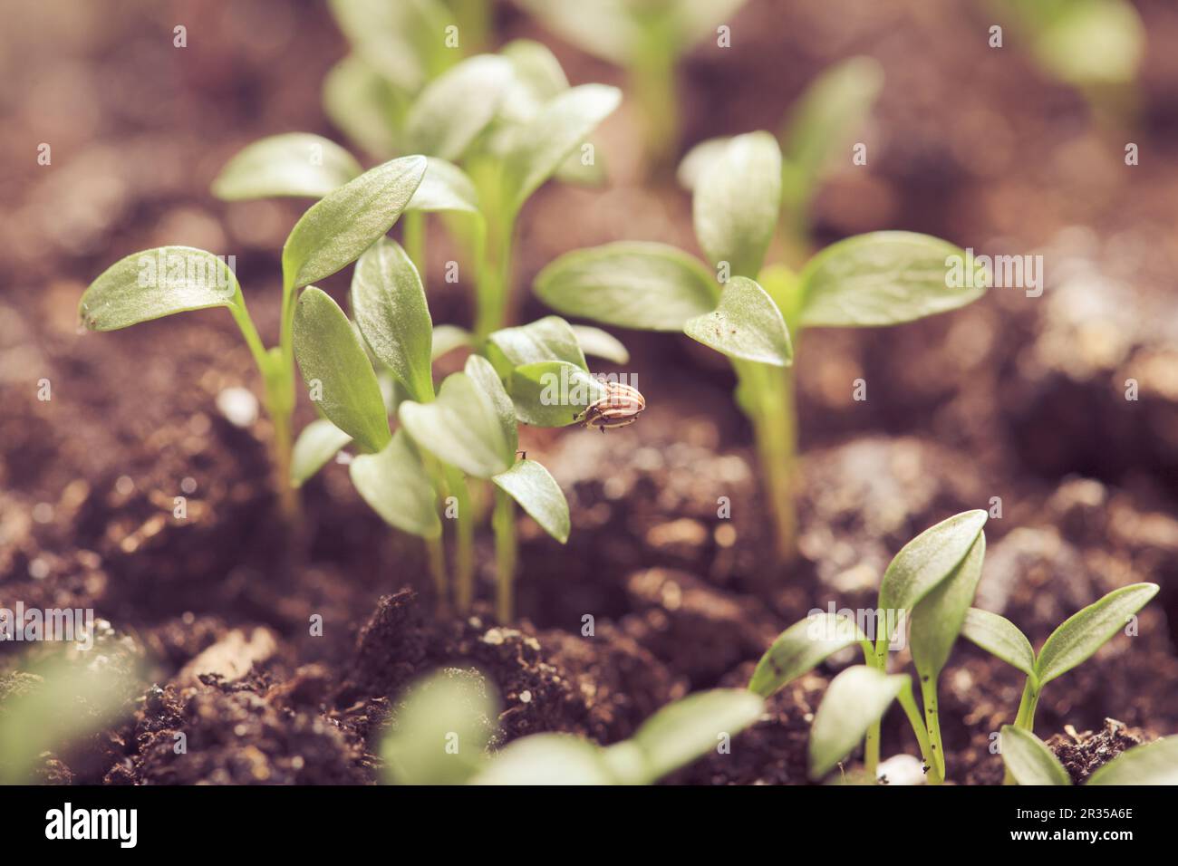 Seeds of hope hi-res stock photography and images - Alamy