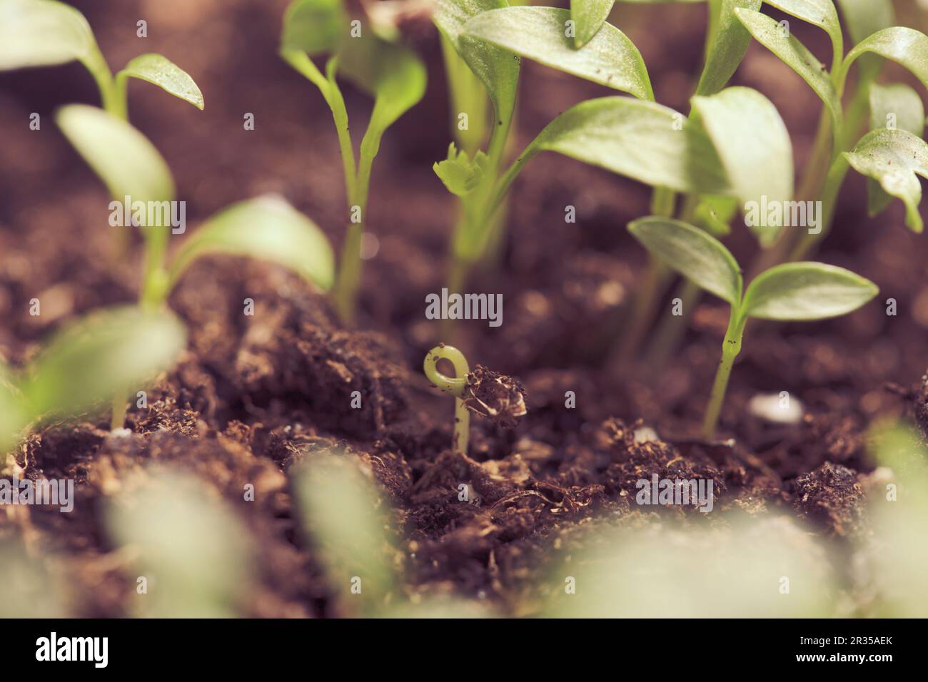 Macro seeds growing Stock Photo - Alamy