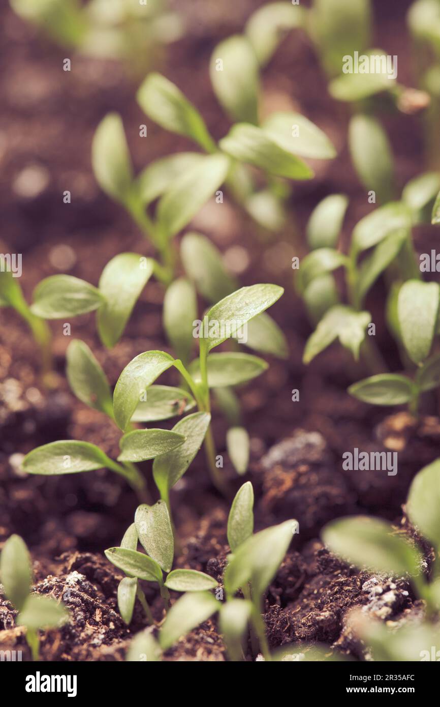 Macro seeds growing Stock Photo - Alamy
