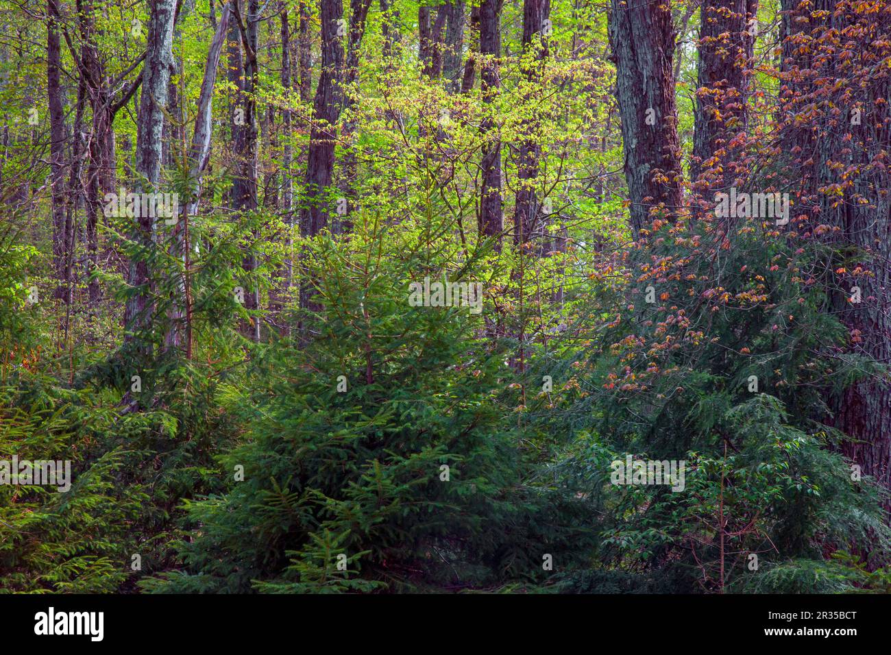 A forest of mixed species in spring in Pennsylvania's Pocono Mountains ...