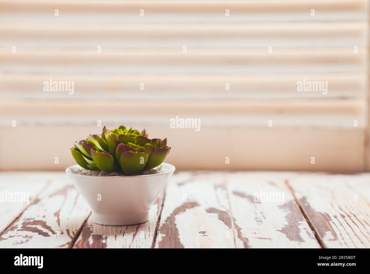 Home succulent hi-res stock photography and images - Alamy