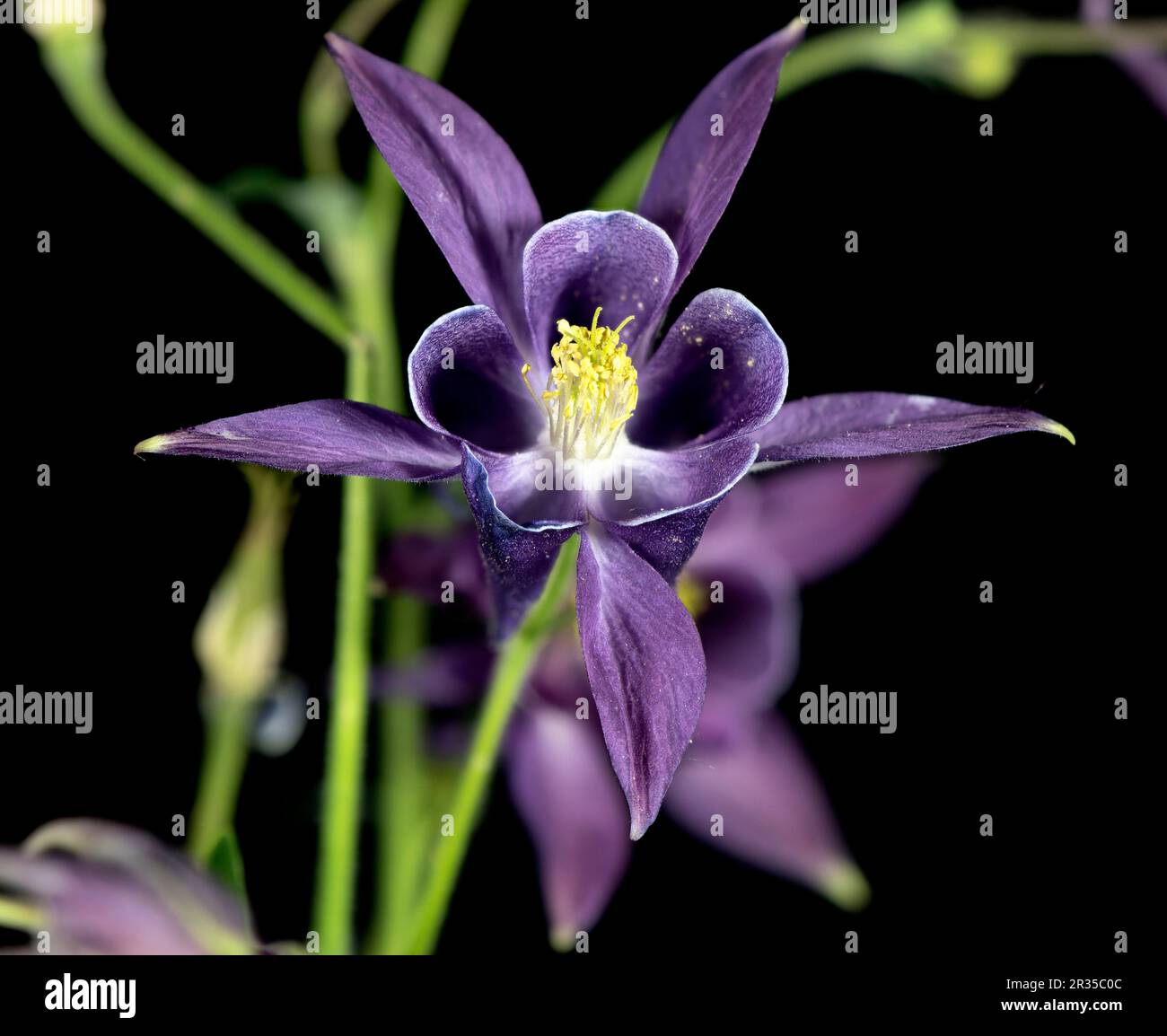 Columbine (Aquilegia spp.) flower against a black background Stock ...
