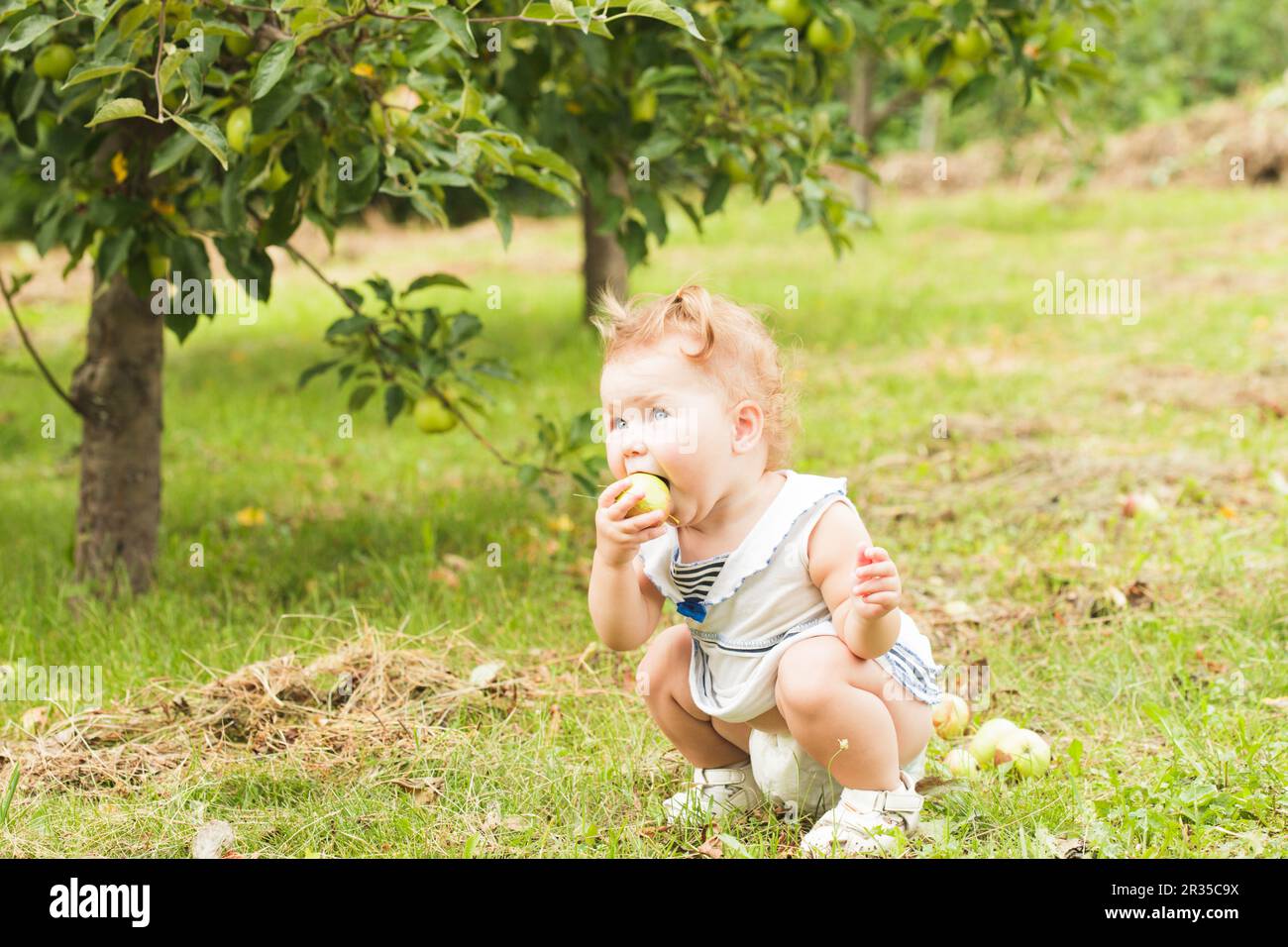 Baby apple tree hi-res stock photography and images - Alamy