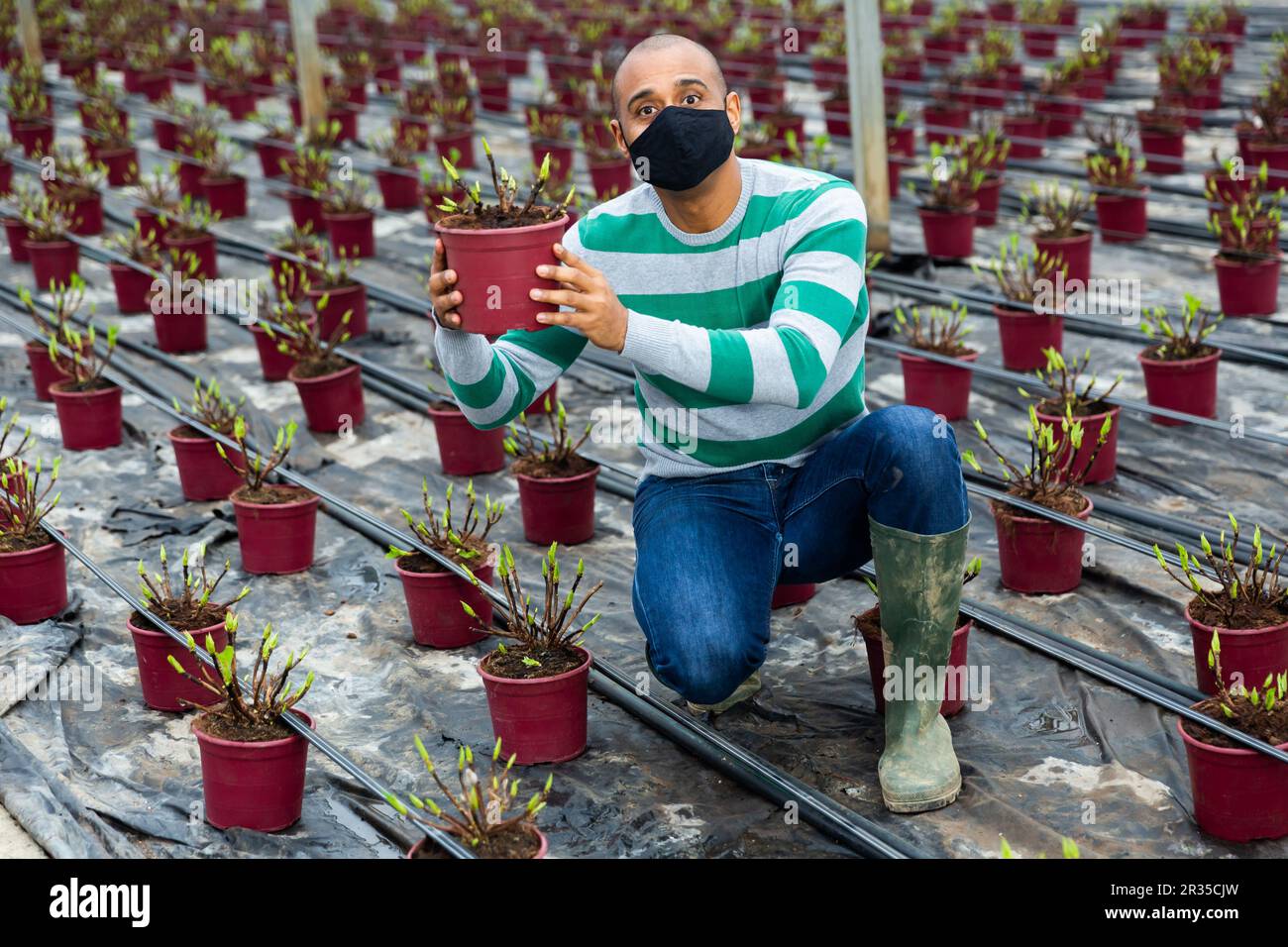 Hispanic farmer wearing a protective mask during a pandemic inspects an ...