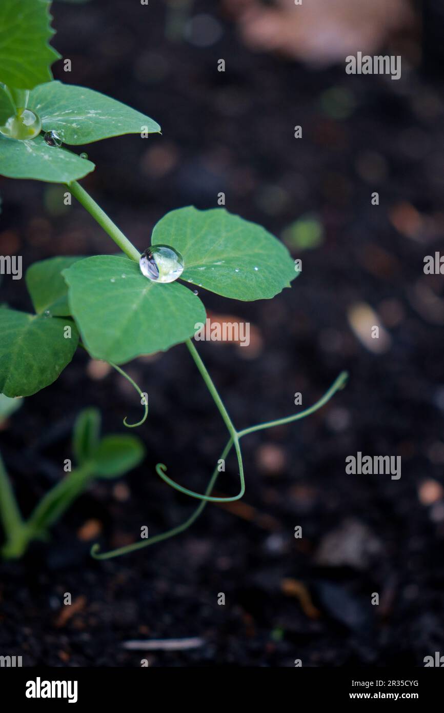 close up of a water drop on a seedling plant, black soil background ...