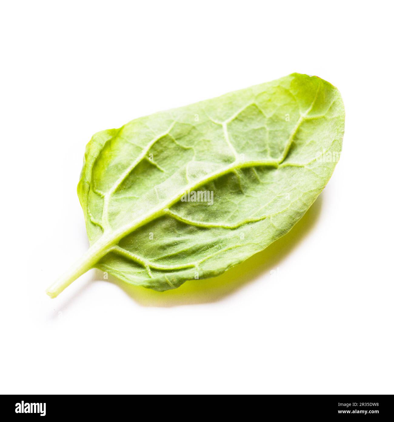 Baby spinach leaves green hi-res stock photography and images - Alamy
