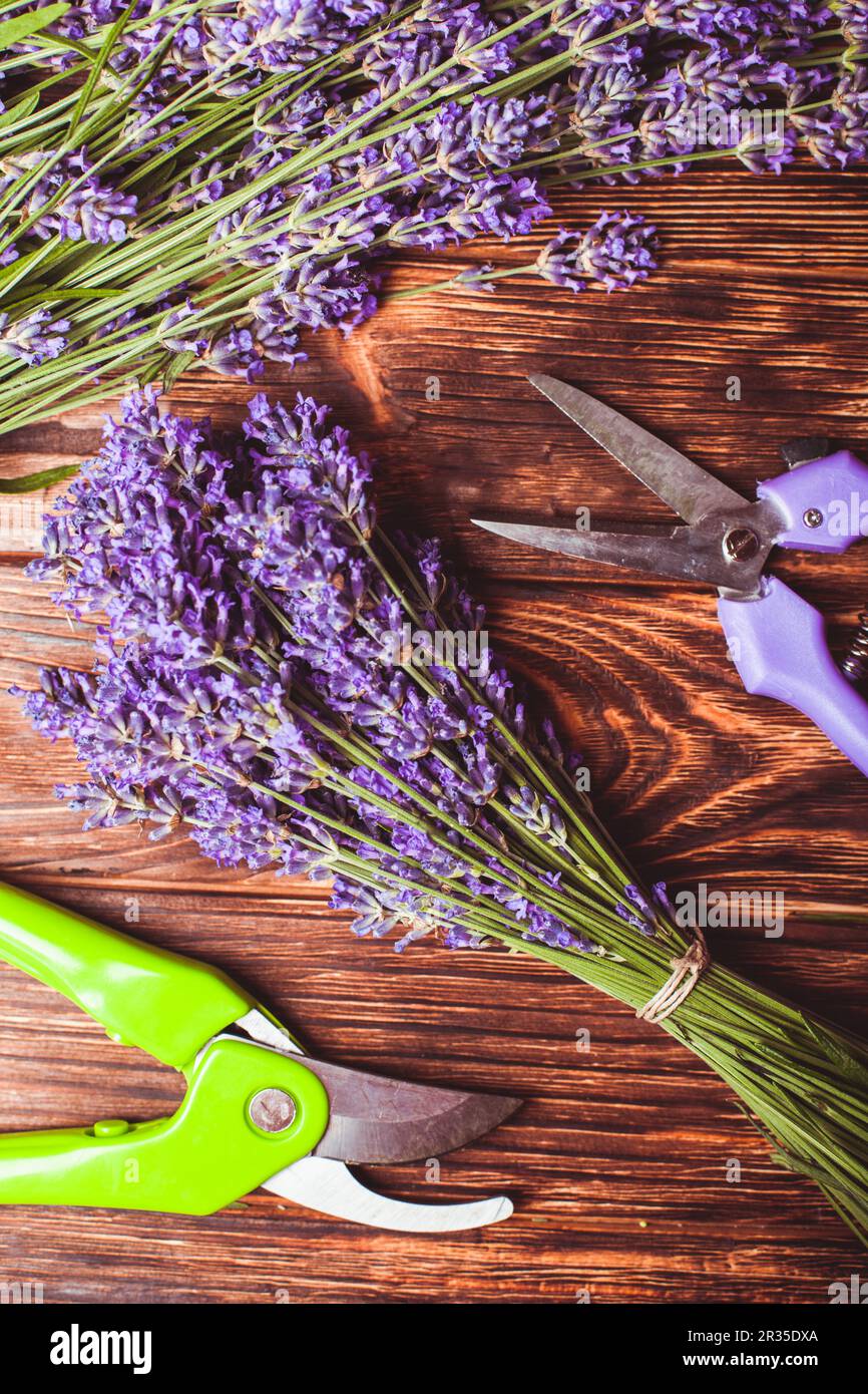 The Lavender cutting Stock Photo - Alamy