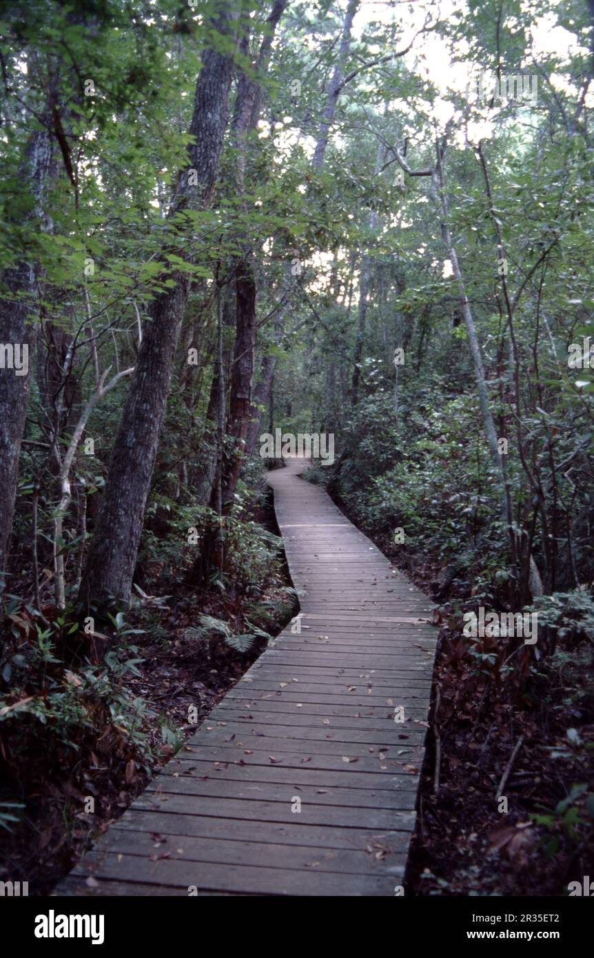 Great Dismal Swamp Trails