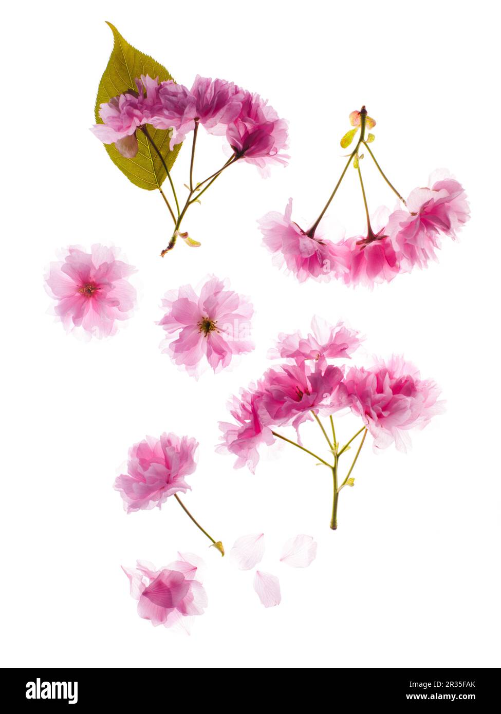 Sakura flower details Stock Photo - Alamy