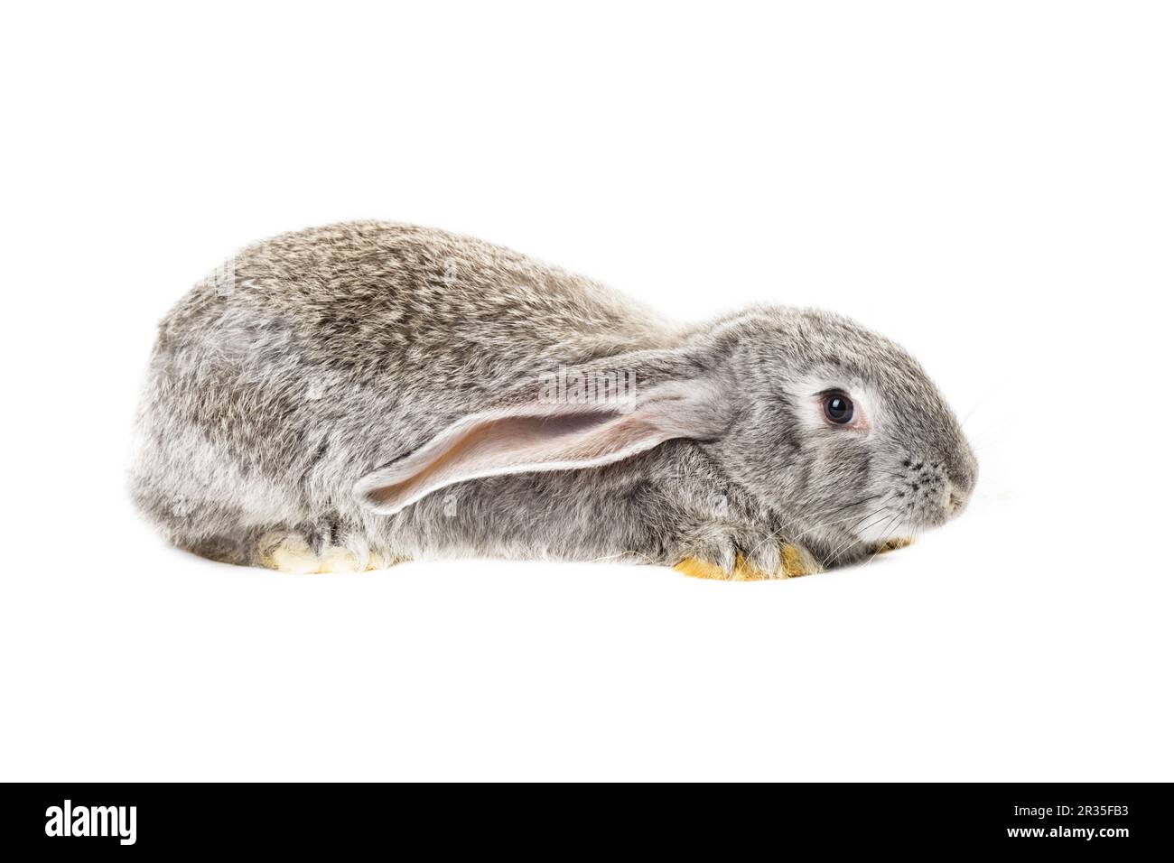 Cute grey rabbit Stock Photo - Alamy