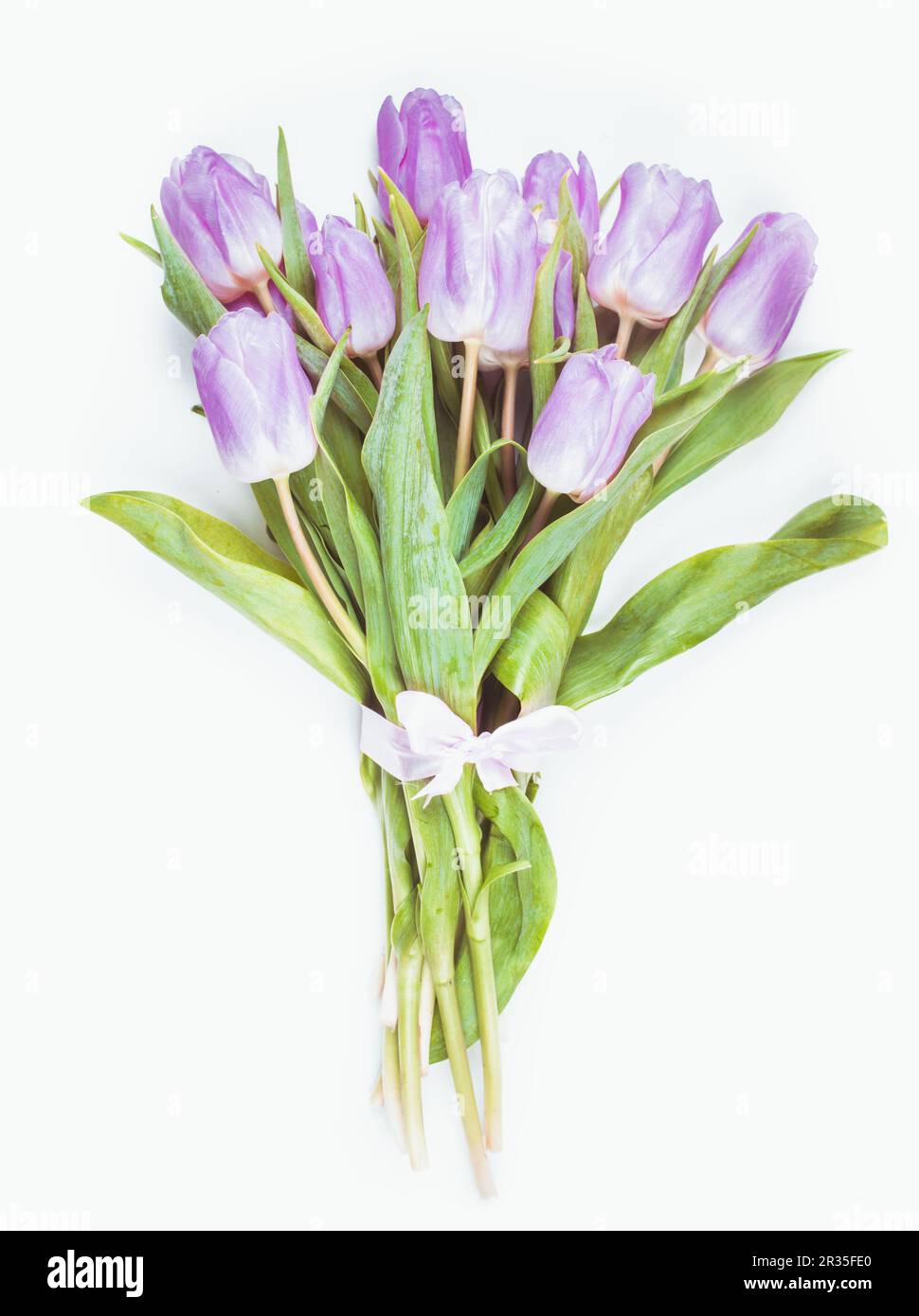 Border of tulips Cut Out Stock Images & Pictures - Alamy