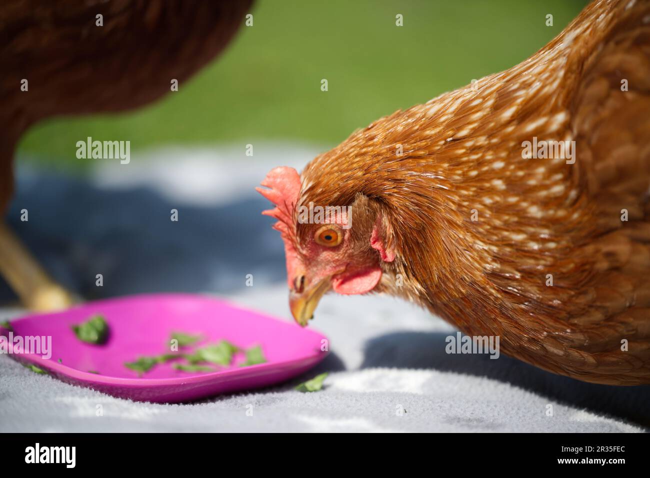 Gallus gallus domesticus - the domestic chicken Stock Photo - Alamy