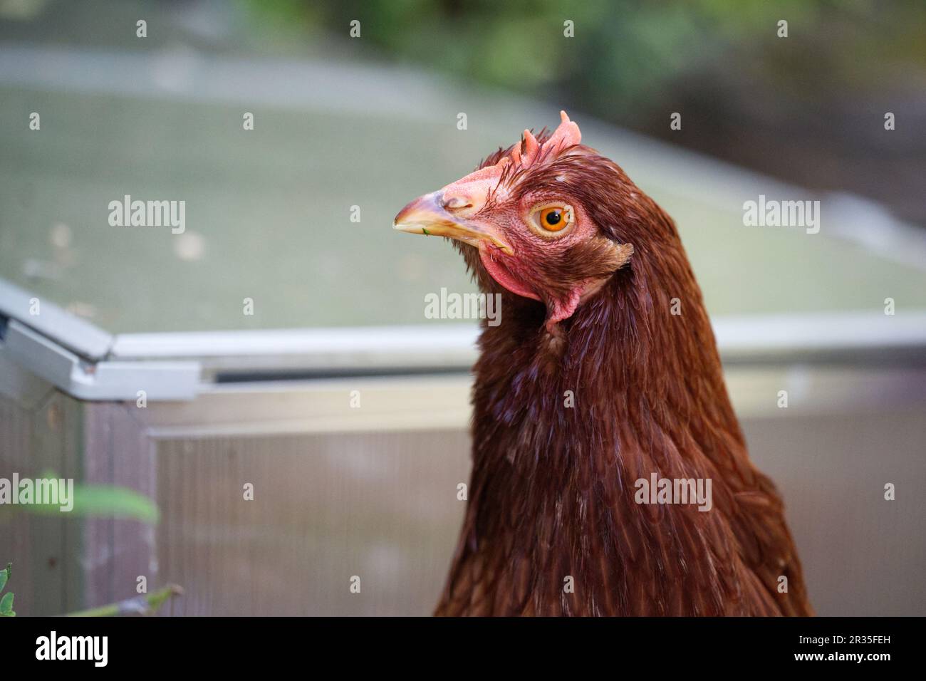 Gallus gallus domesticus - the domestic chicken Stock Photo - Alamy