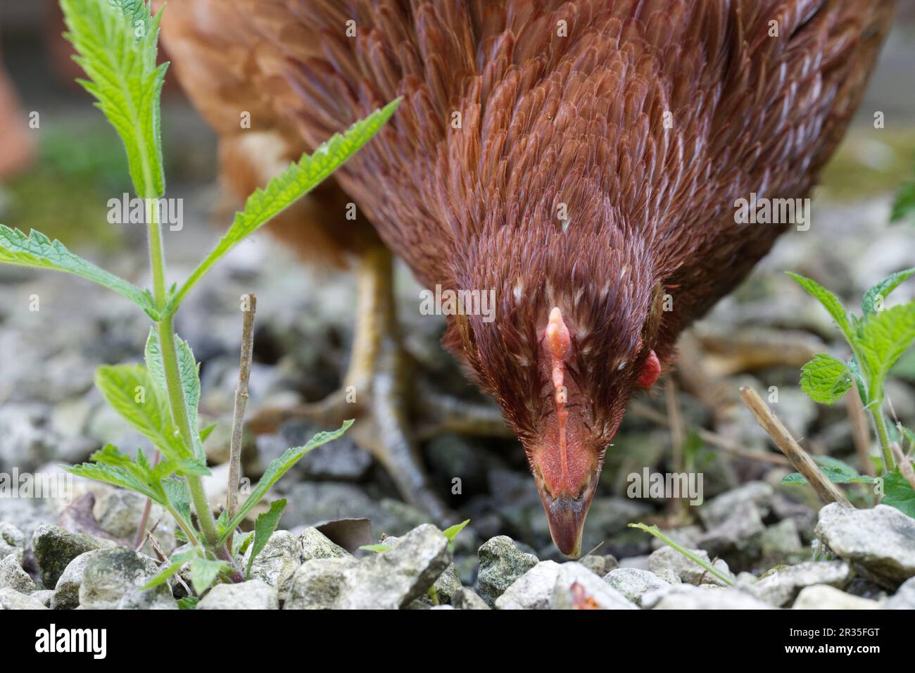 Chicken eating stones hi-res stock photography and images - Alamy