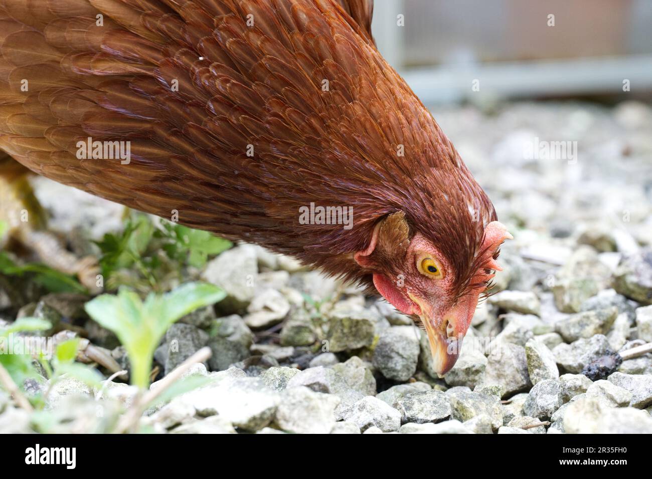 Gallus gallus domesticus - the domestic chicken Stock Photo - Alamy