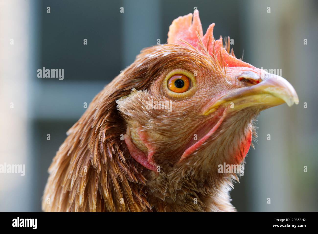 Gallus gallus domesticus - the domestic chicken Stock Photo - Alamy
