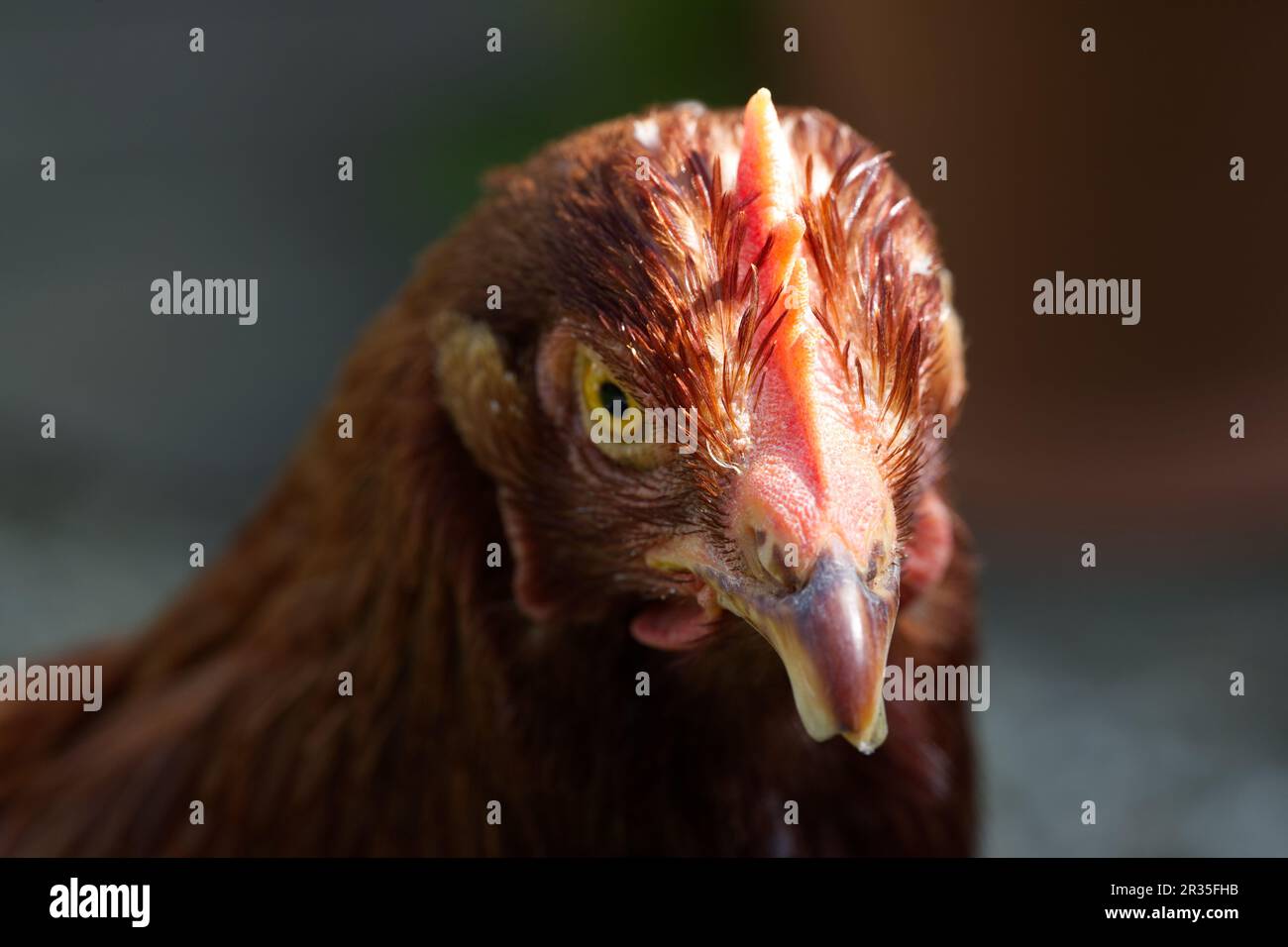 Gallus gallus domesticus - the domestic chicken Stock Photo - Alamy