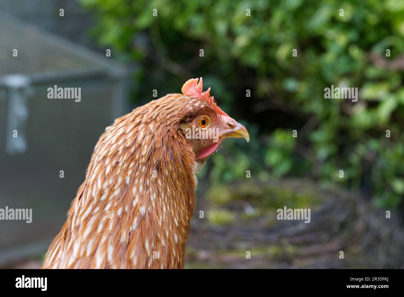 Gallus gallus domesticus - the domestic chicken Stock Photo - Alamy