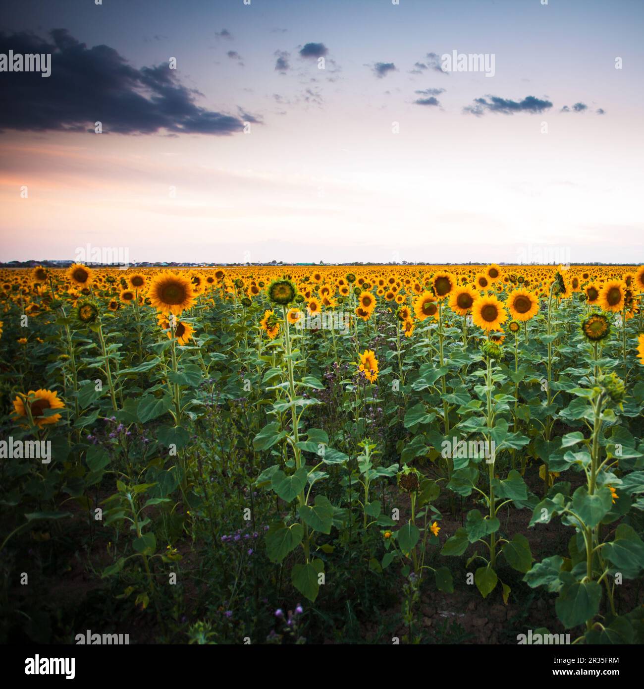 Grow to sun hi-res stock photography and images - Alamy