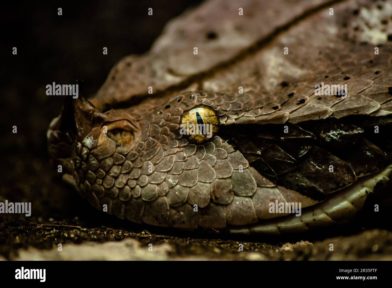 Snake lurking in the shadow with one eye looking at the observer Stock ...