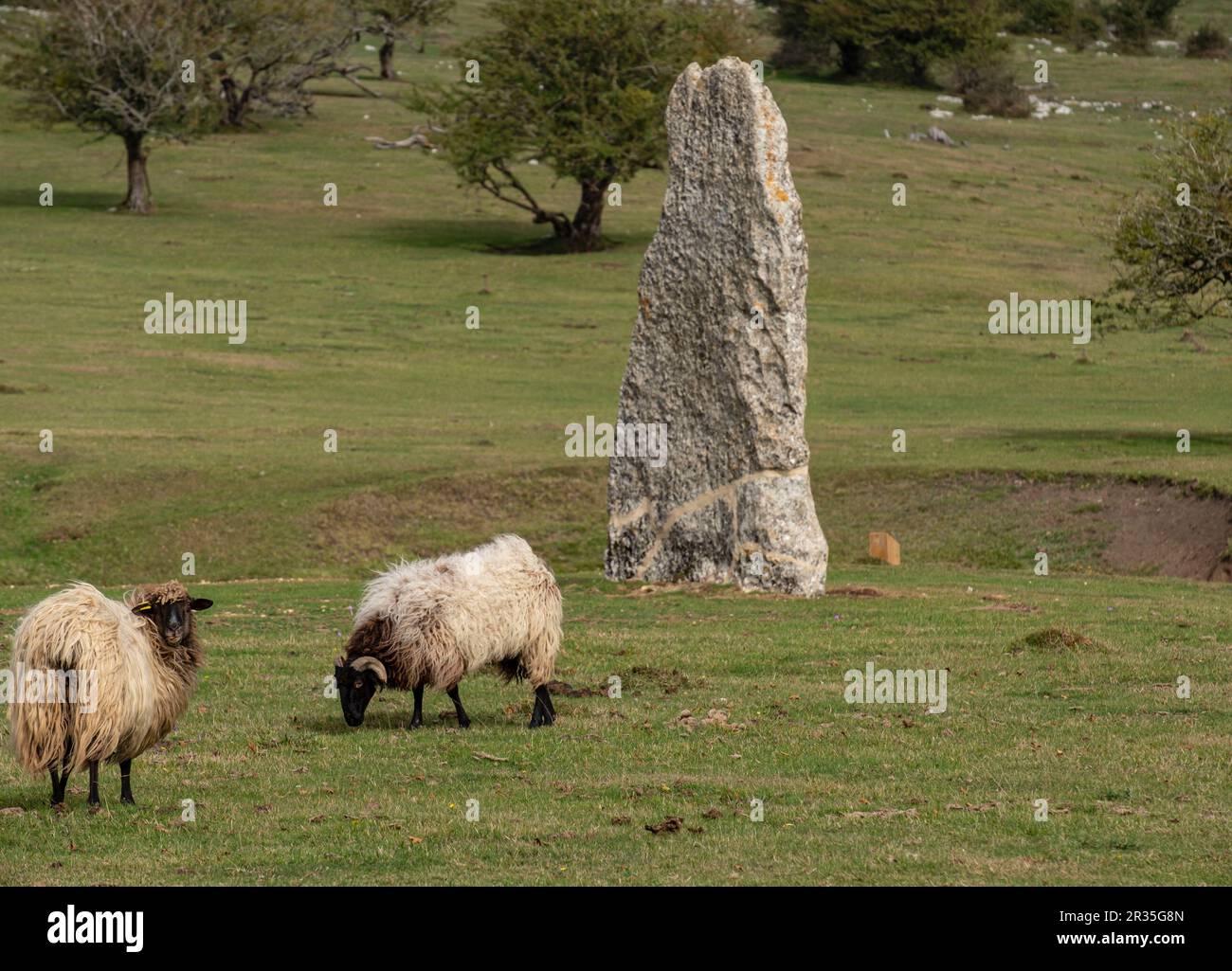 ovejas pastando en las campas frente al menhir de Akarte, Parque ...