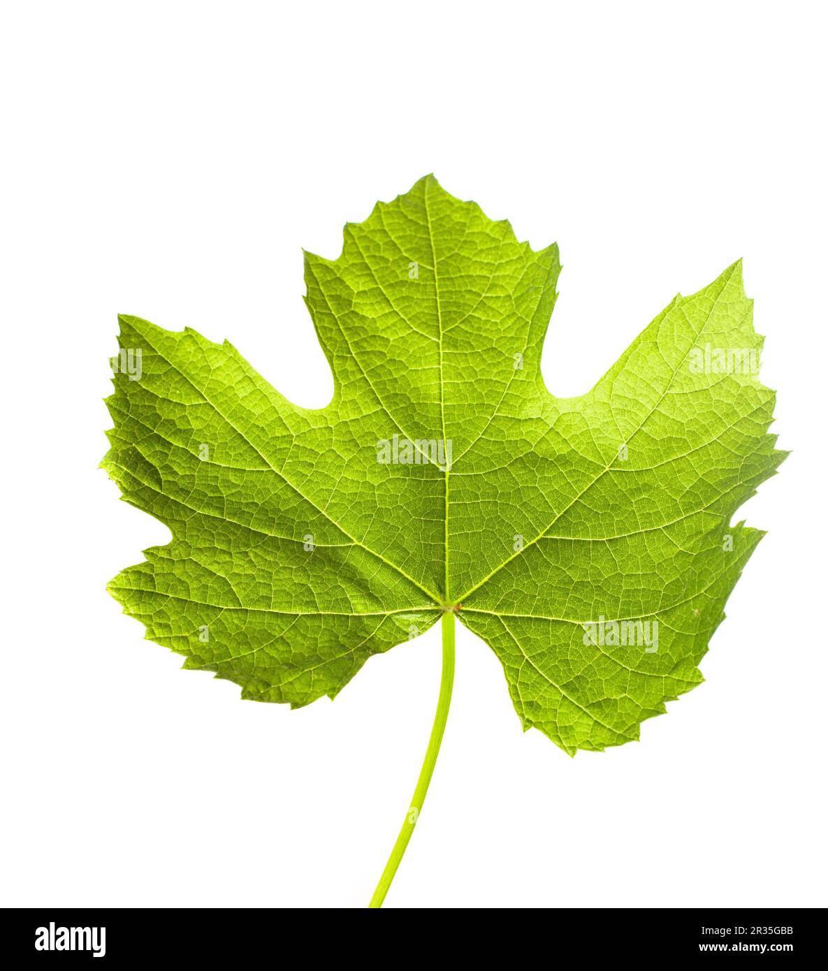 The Grape leaves Stock Photo - Alamy