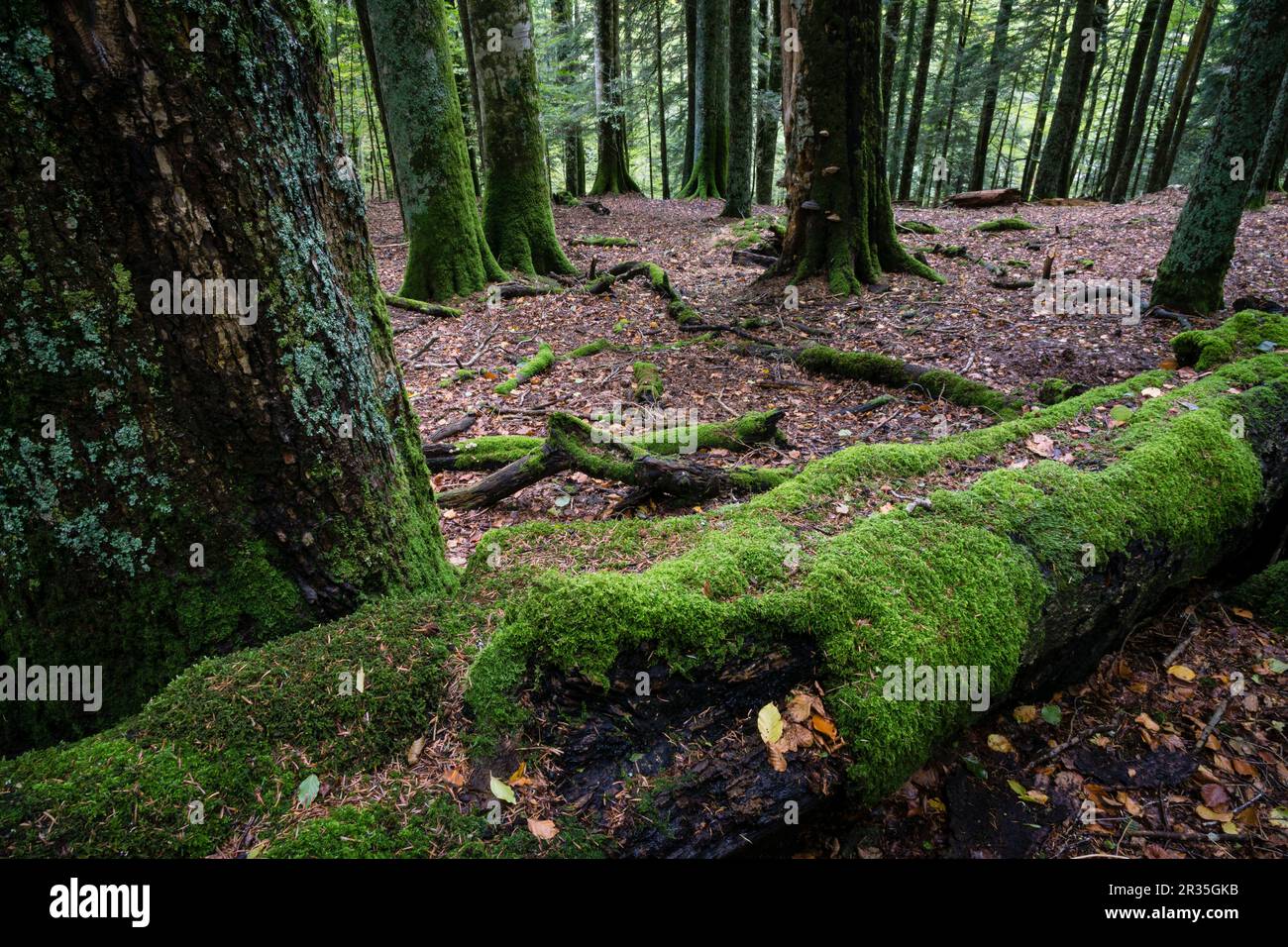Reserva natural de la selva hi-res stock photography and images - Alamy