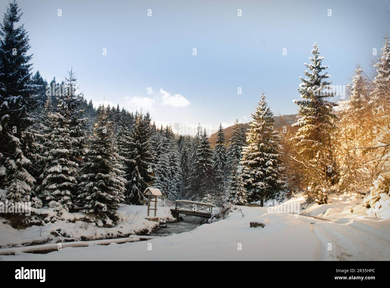 Area fir tree hi-res stock photography and images - Alamy