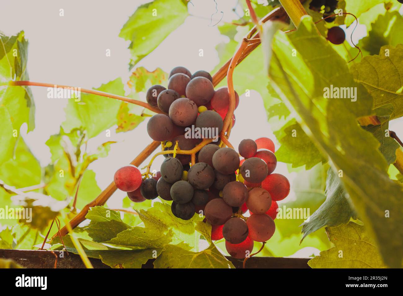 Grapevine on a bush Stock Photo - Alamy