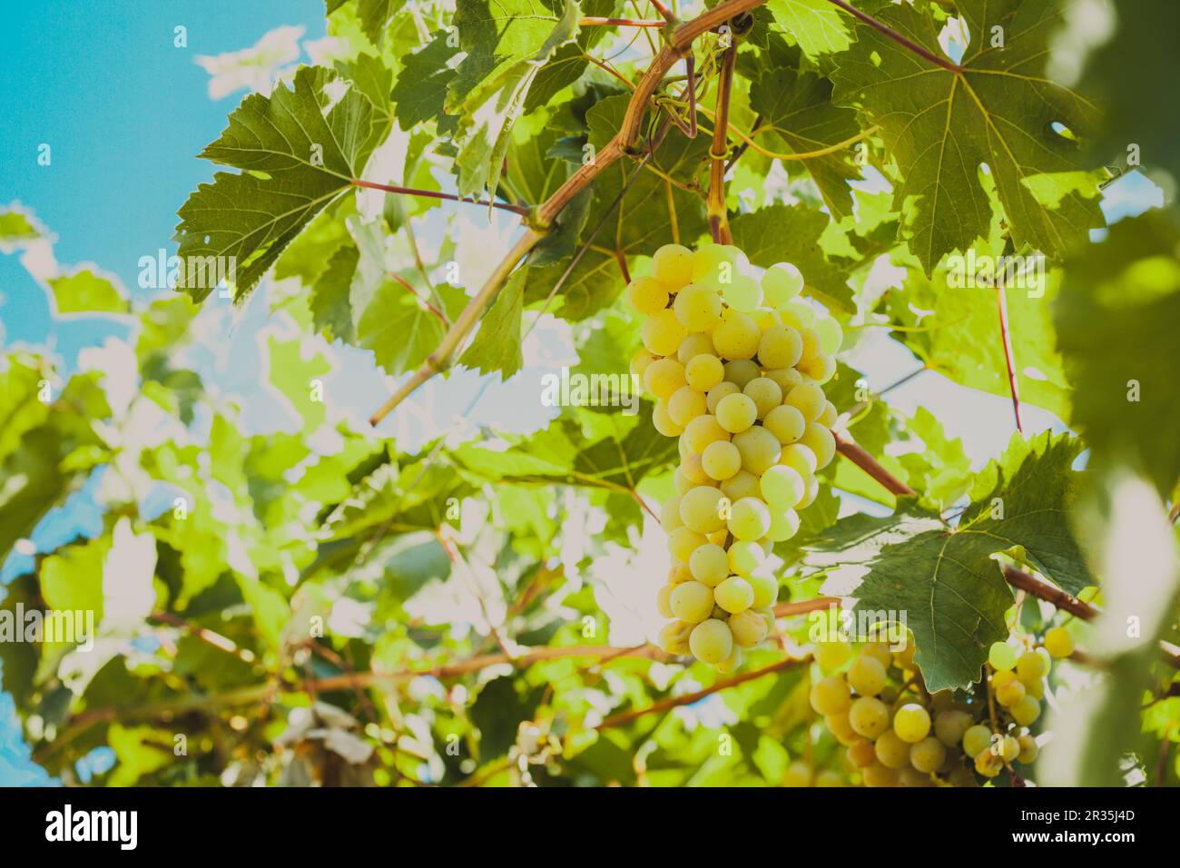 Harvesting grapevine hi-res stock photography and images - Alamy