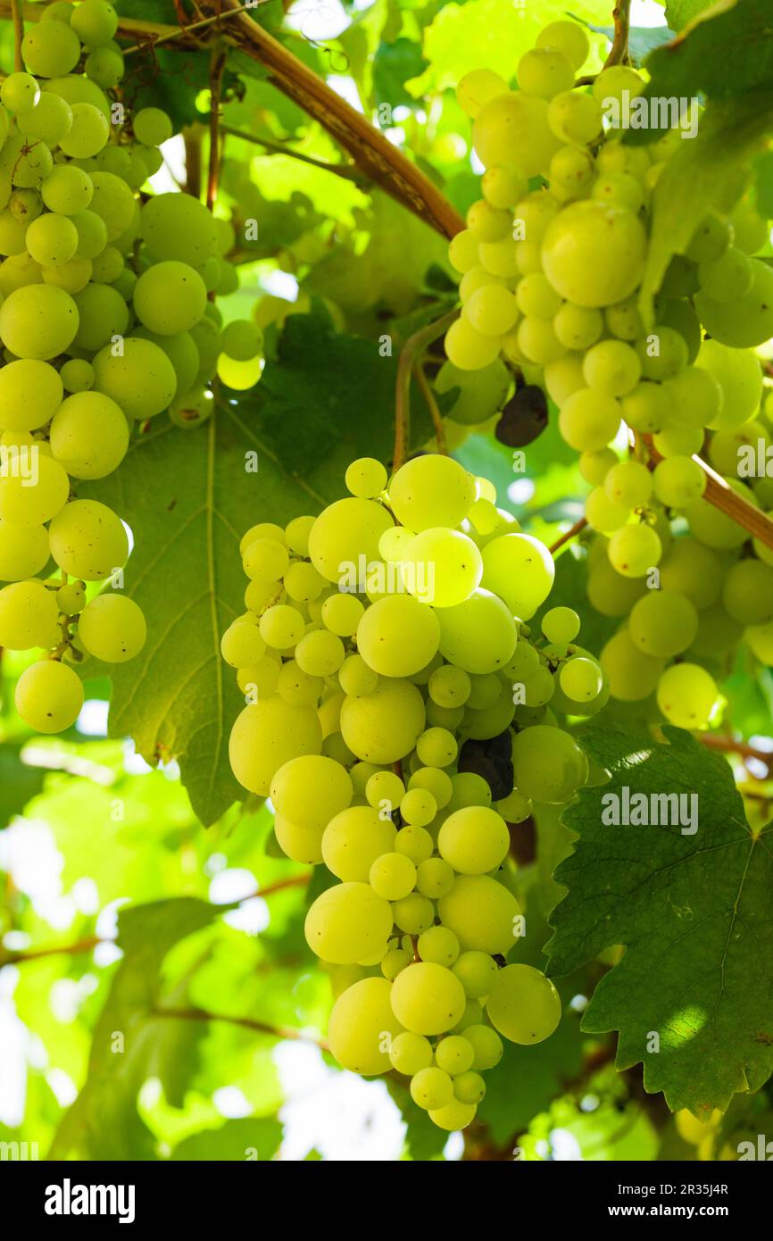 Grapevine on a bush Stock Photo - Alamy