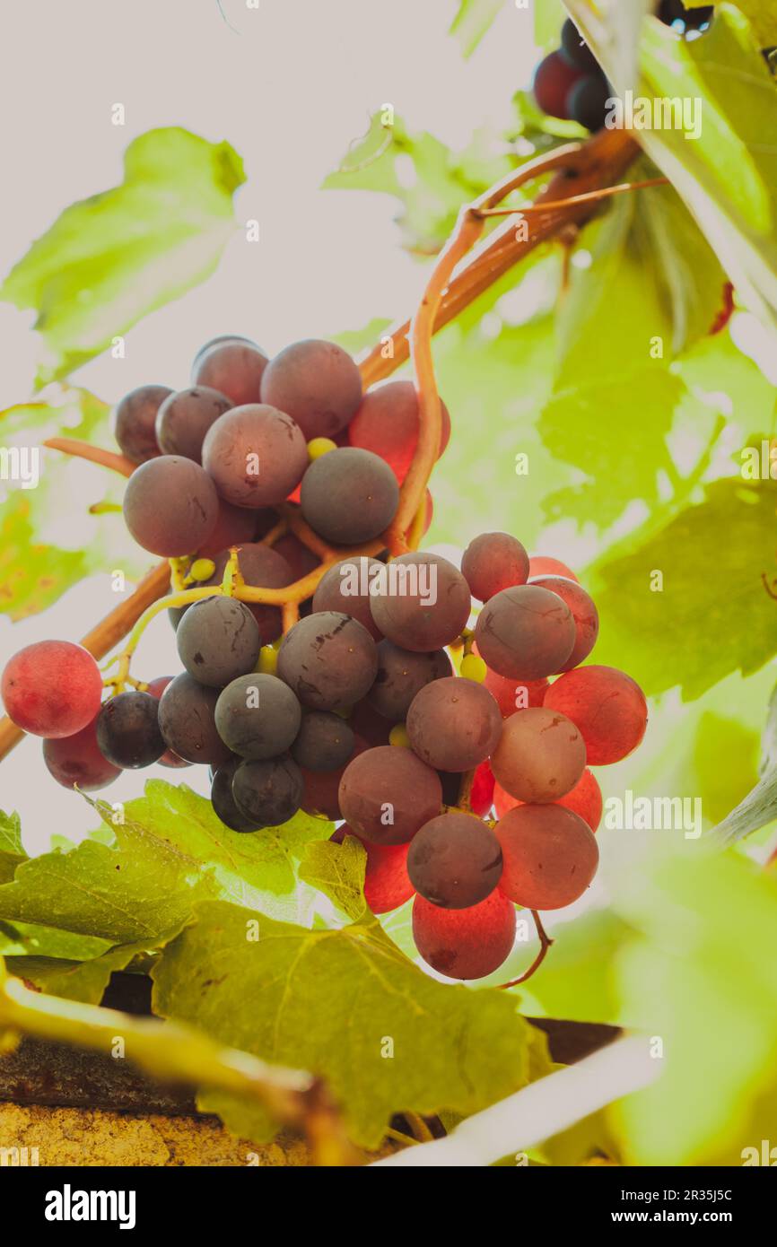 Autumn leaves on grapevine vineyard hi-res stock photography and images ...