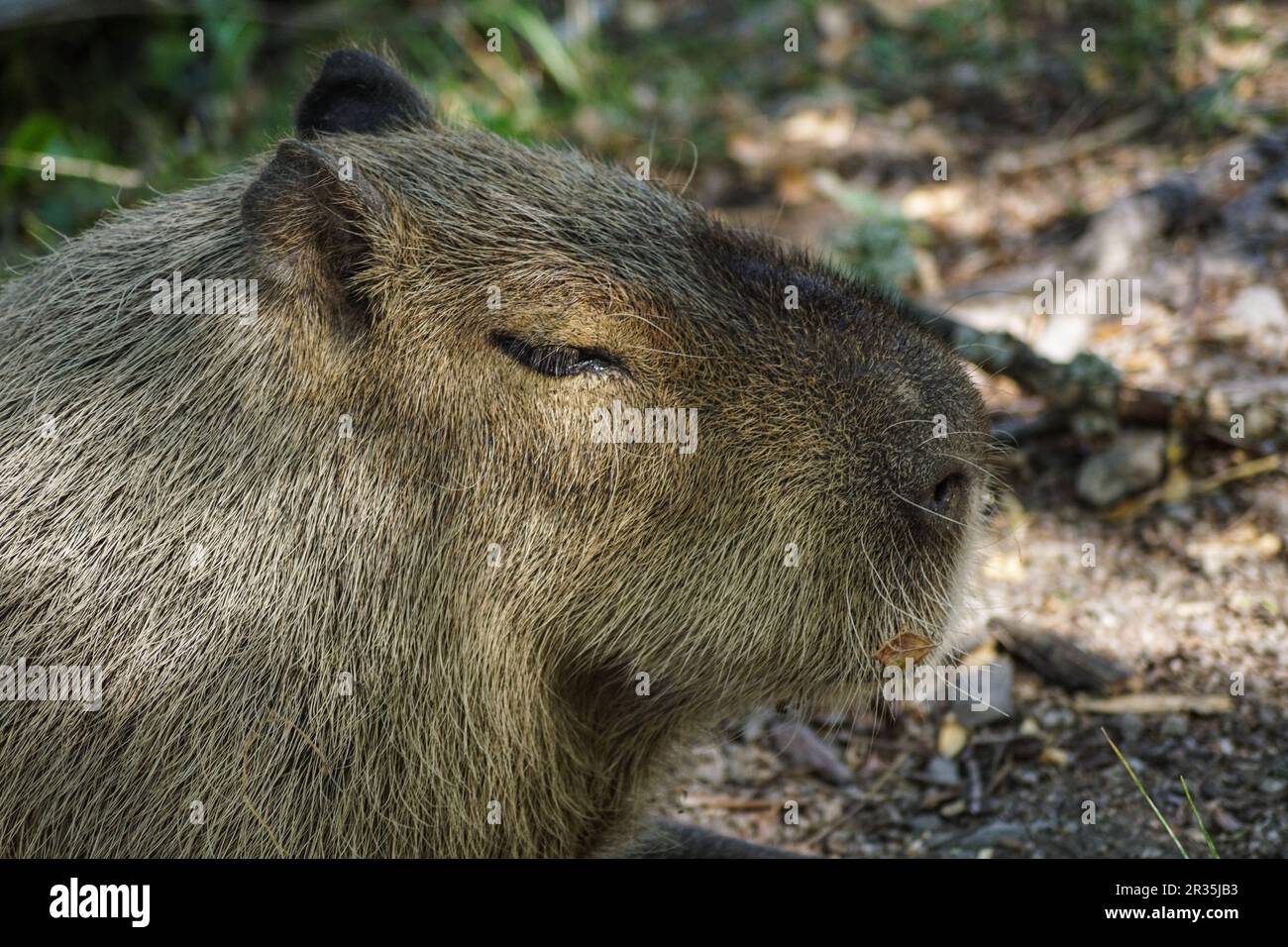 Capybara face hi-res stock photography and images - Alamy