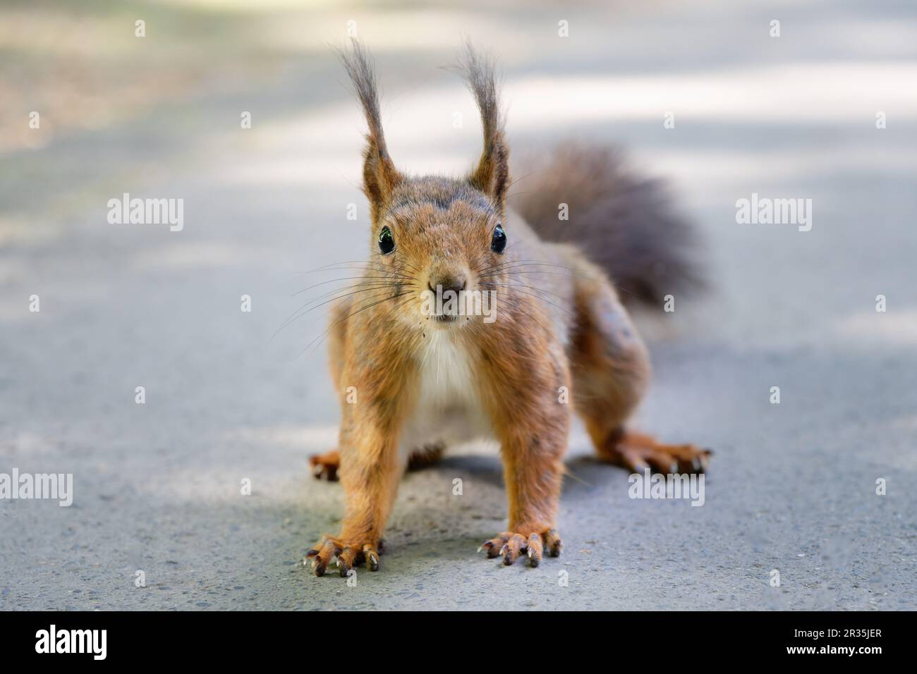 Funny squirrel looking camera hi-res stock photography and images - Alamy