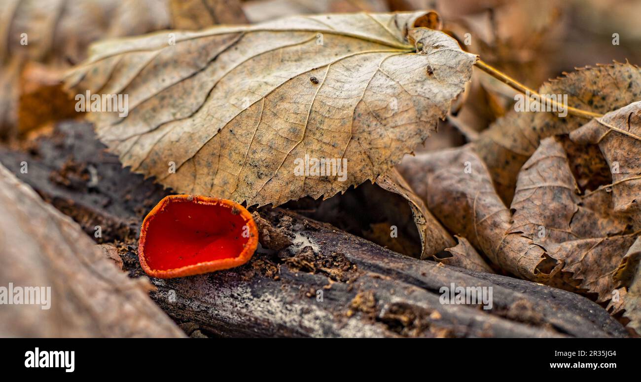 Small red fungus among leaf Stock Photo - Alamy