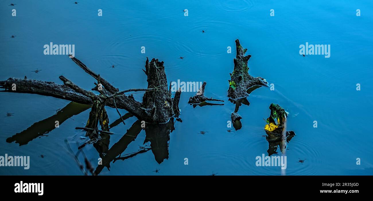 Branches in water hi-res stock photography and images - Alamy