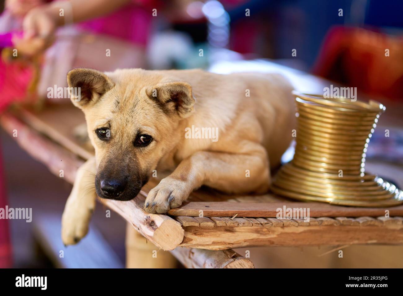 Dog lounging on a bench next to the metal neck rings worn by women of ...