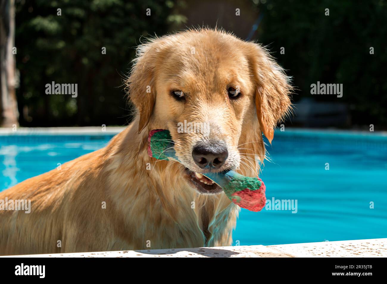 Golden Retriever in the pool Stock Photo - Alamy
