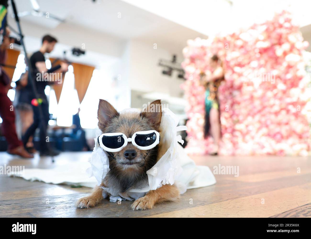 New York, United States. 22nd May, 2023. Miley-Jo, a Chorkie dressed in ...