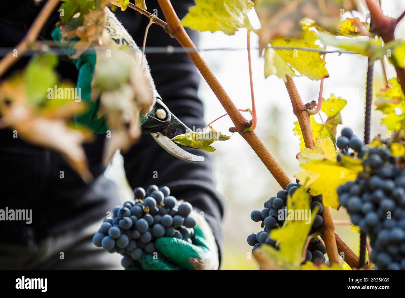 Cutting grapes off vine hi-res stock photography and images - Alamy
