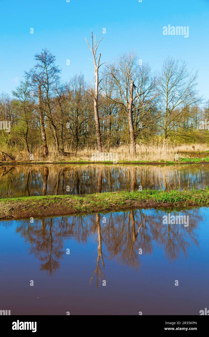 Floodplain in The Netherlands Stock Photo - Alamy